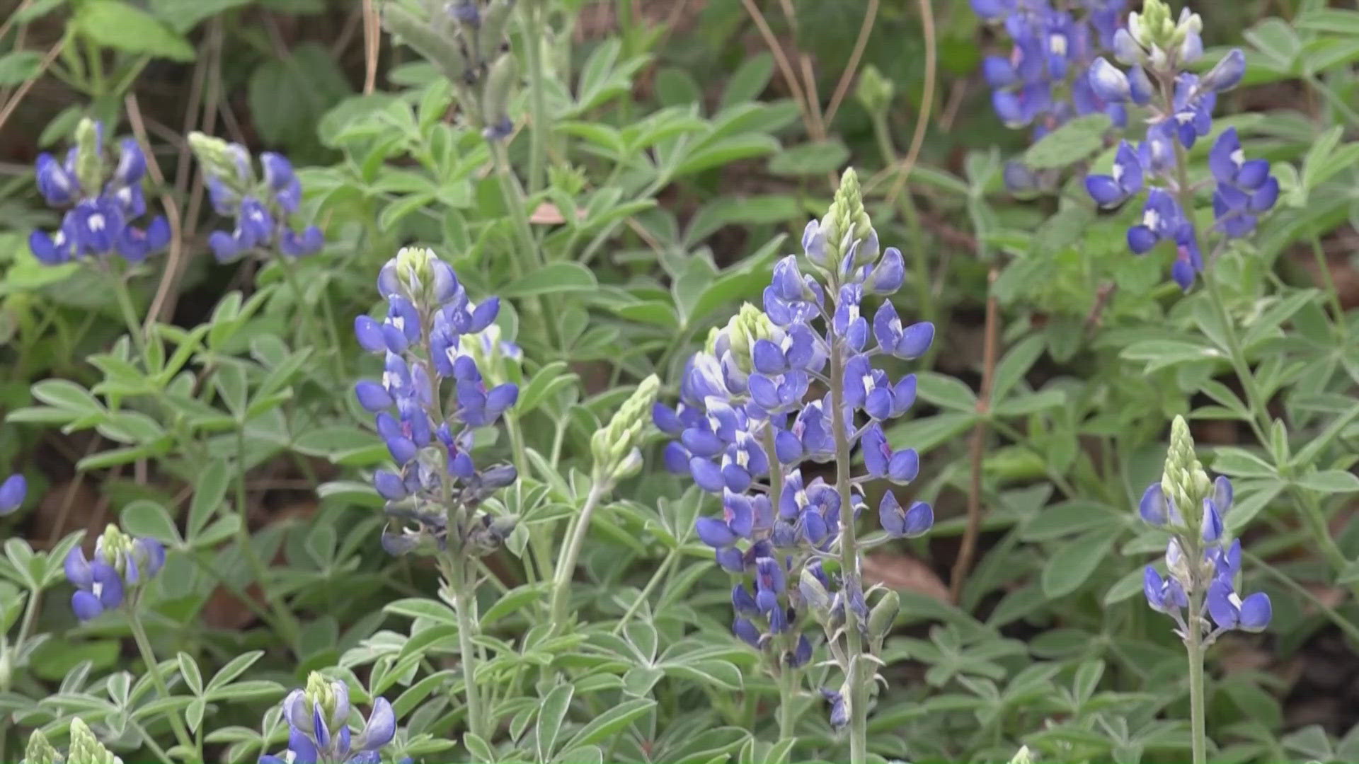Texas Bluebonnet Season 2026: When and where to find the biggest blooms ...