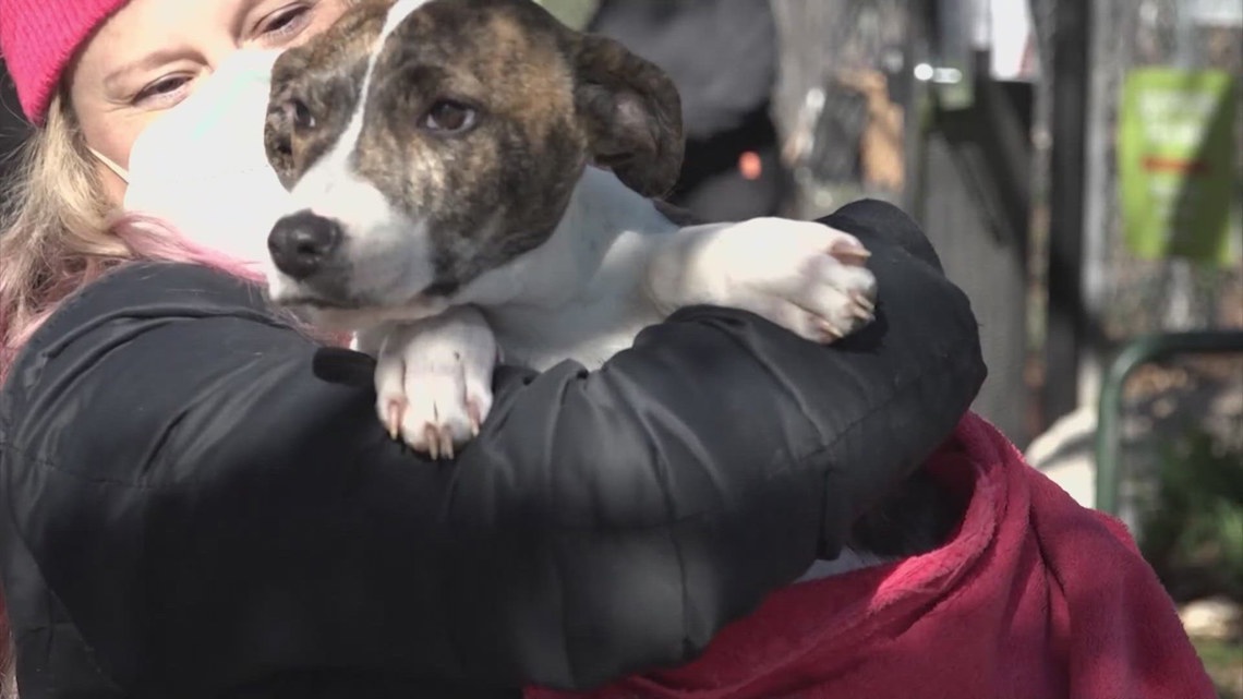 Austin Pets Alive! seeking short-term fosters ahead of cold weather ...