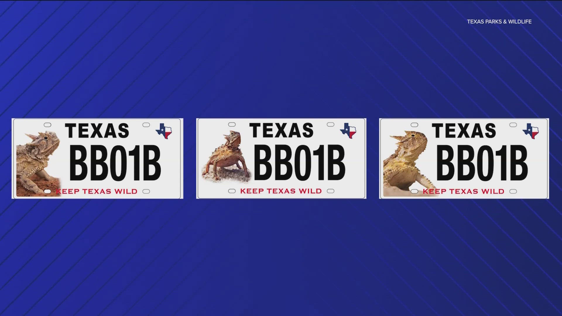 Pick your horned lizard license plate design | kvue.com