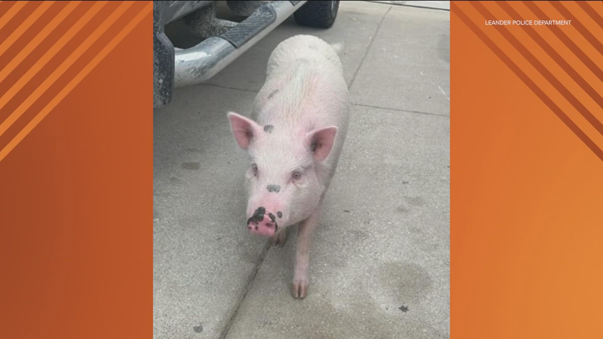 Leander Police Department find loose pig, bird over Memorial Day ...