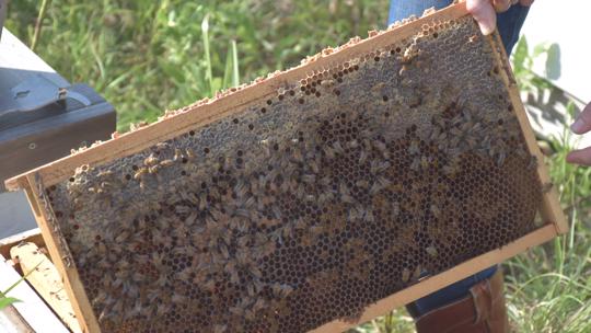 Austin beekeeper looking after 5 million bees and counting | kvue.com