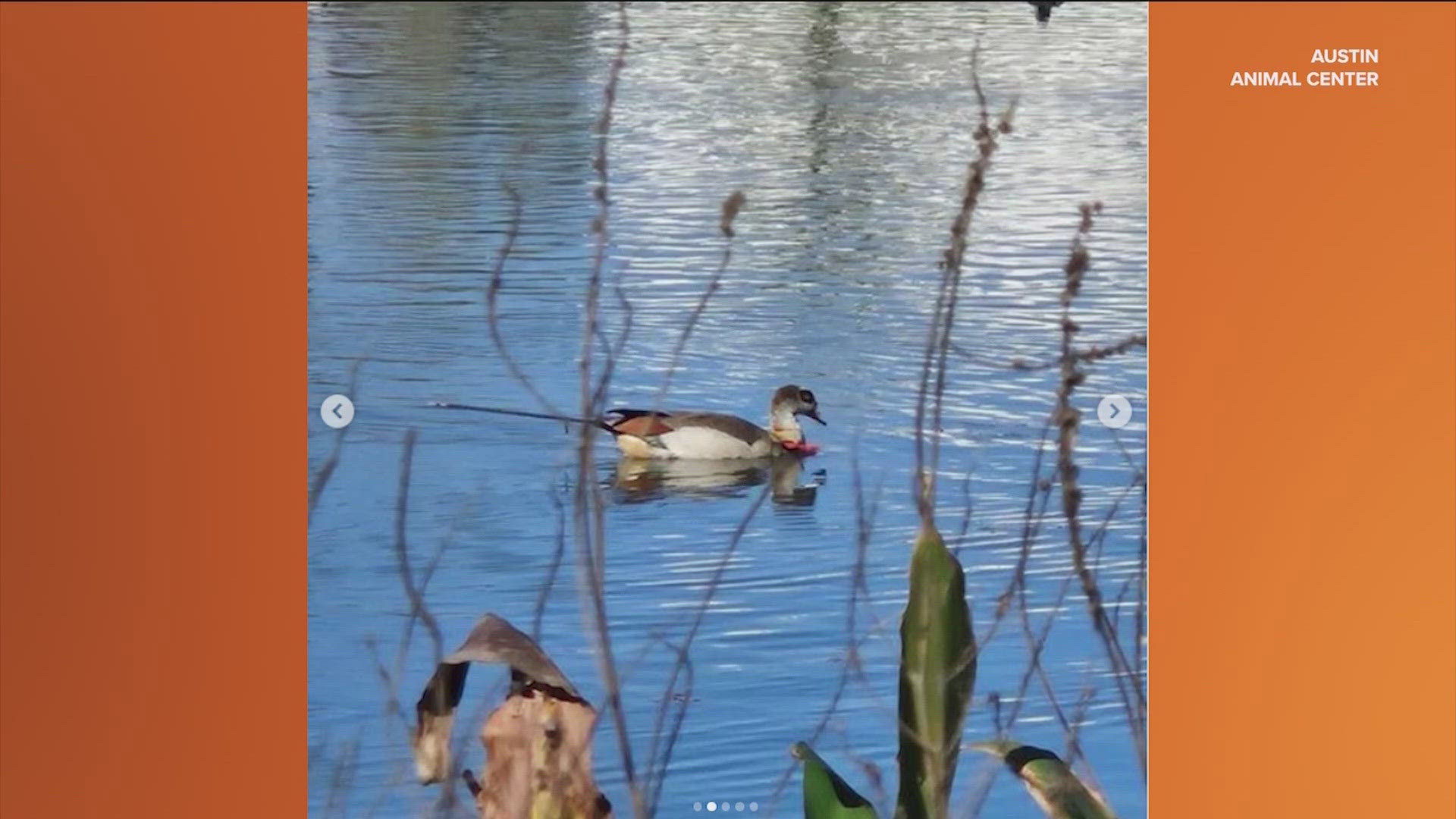 Austin Animal Center rescues goose shot with arrow near Mueller Lake ...