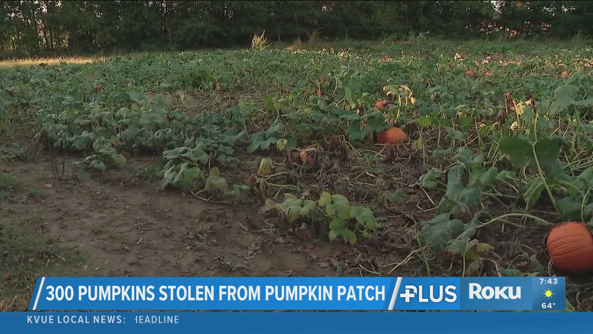 300 pumpkins stolen from Ohio pumpkin patch | kvue.com