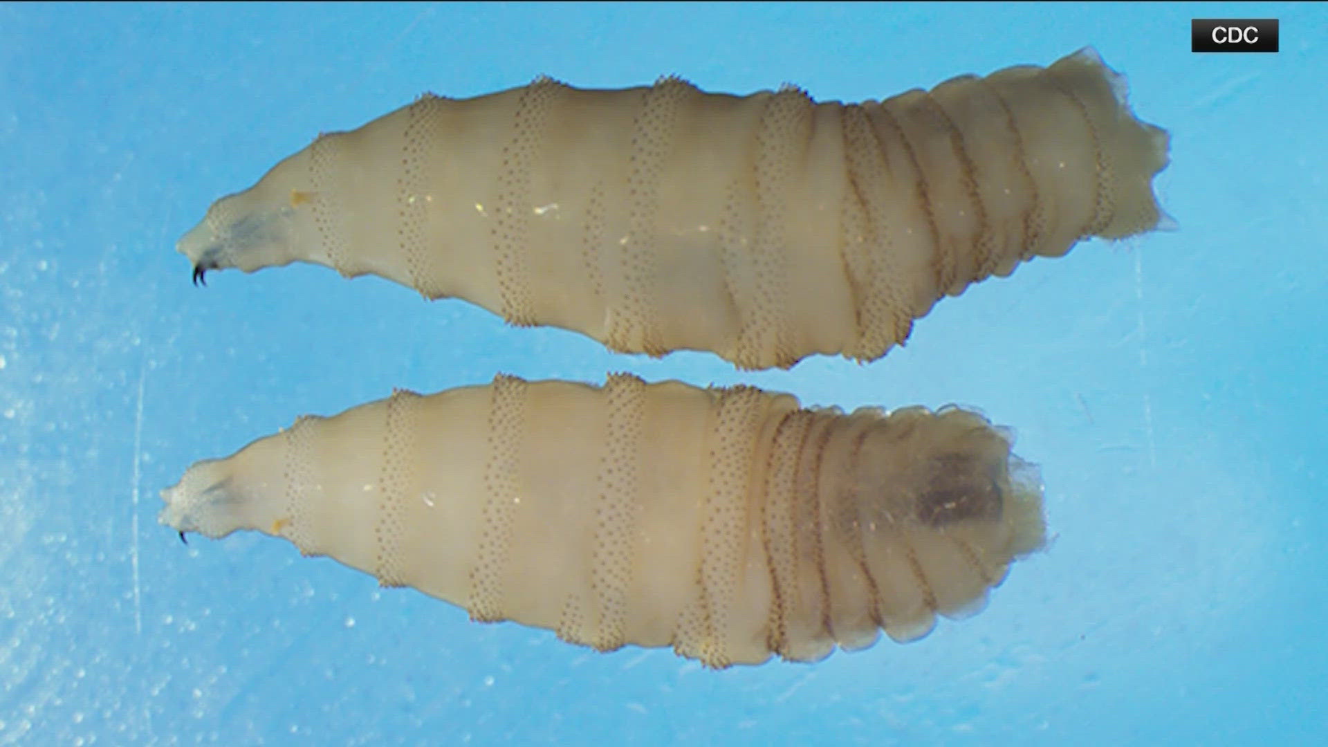 Google to move into Austin 'sail' tower this year | kvue.com