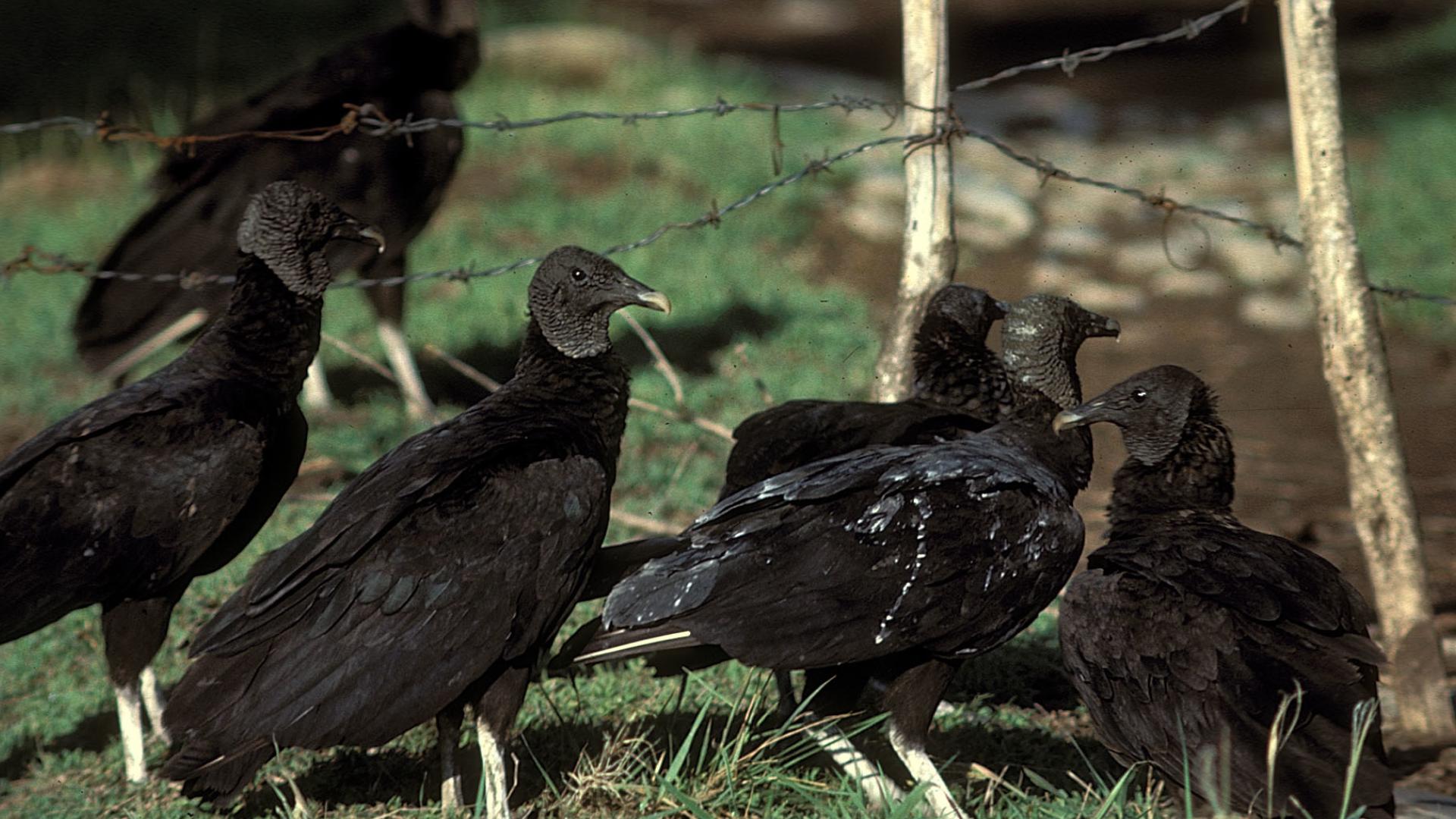 Bird flu found in dead vultures at Landa Park in New Braunfels | kvue.com