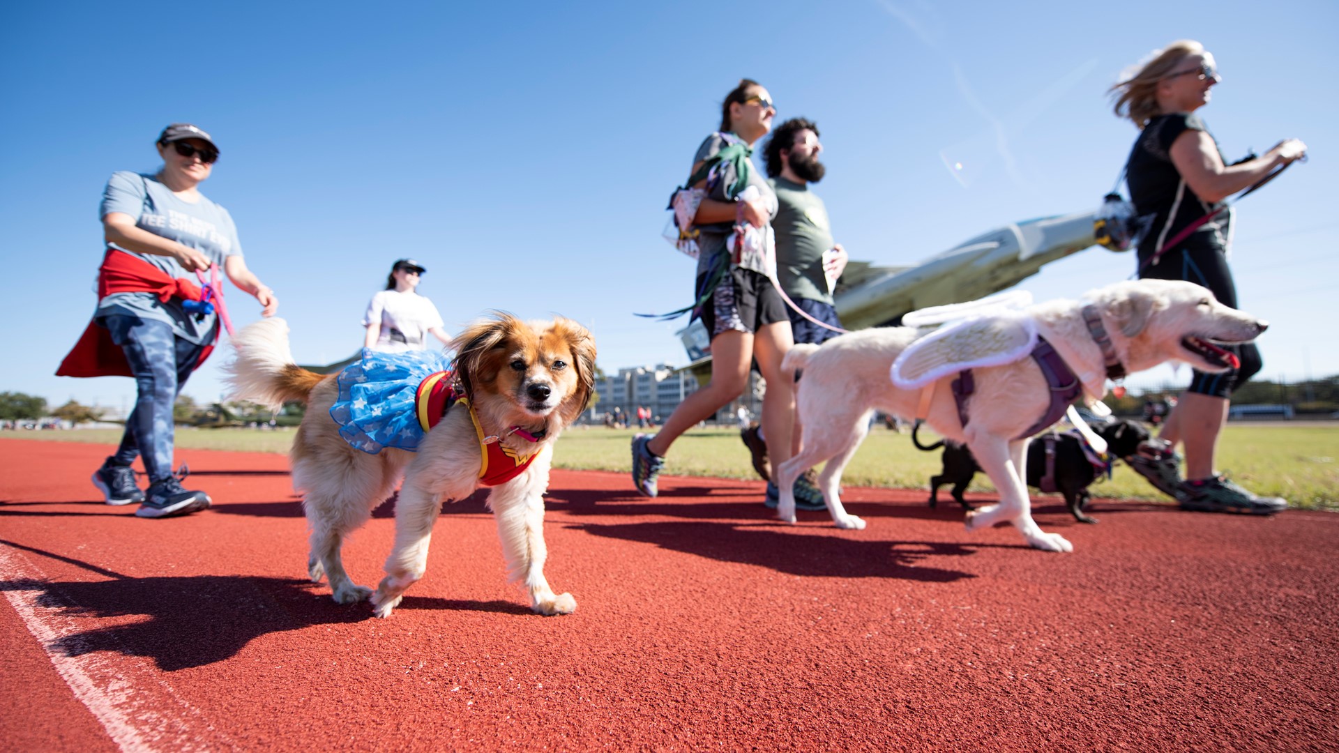 Hundreds of pups join in Mighty Texas Dog Walk | kvue.com