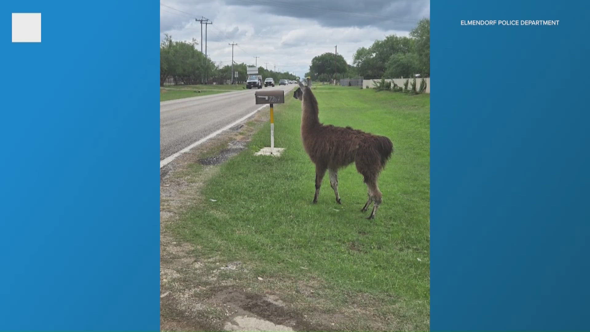 Llama safely captured after roaming Elmendorf streets | kvue.com