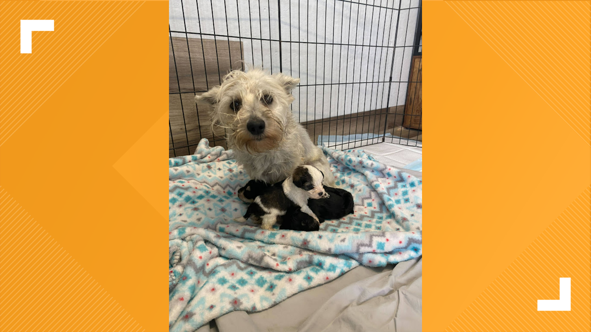 Over 50 dogs rescued from single home; soon to be available for ...