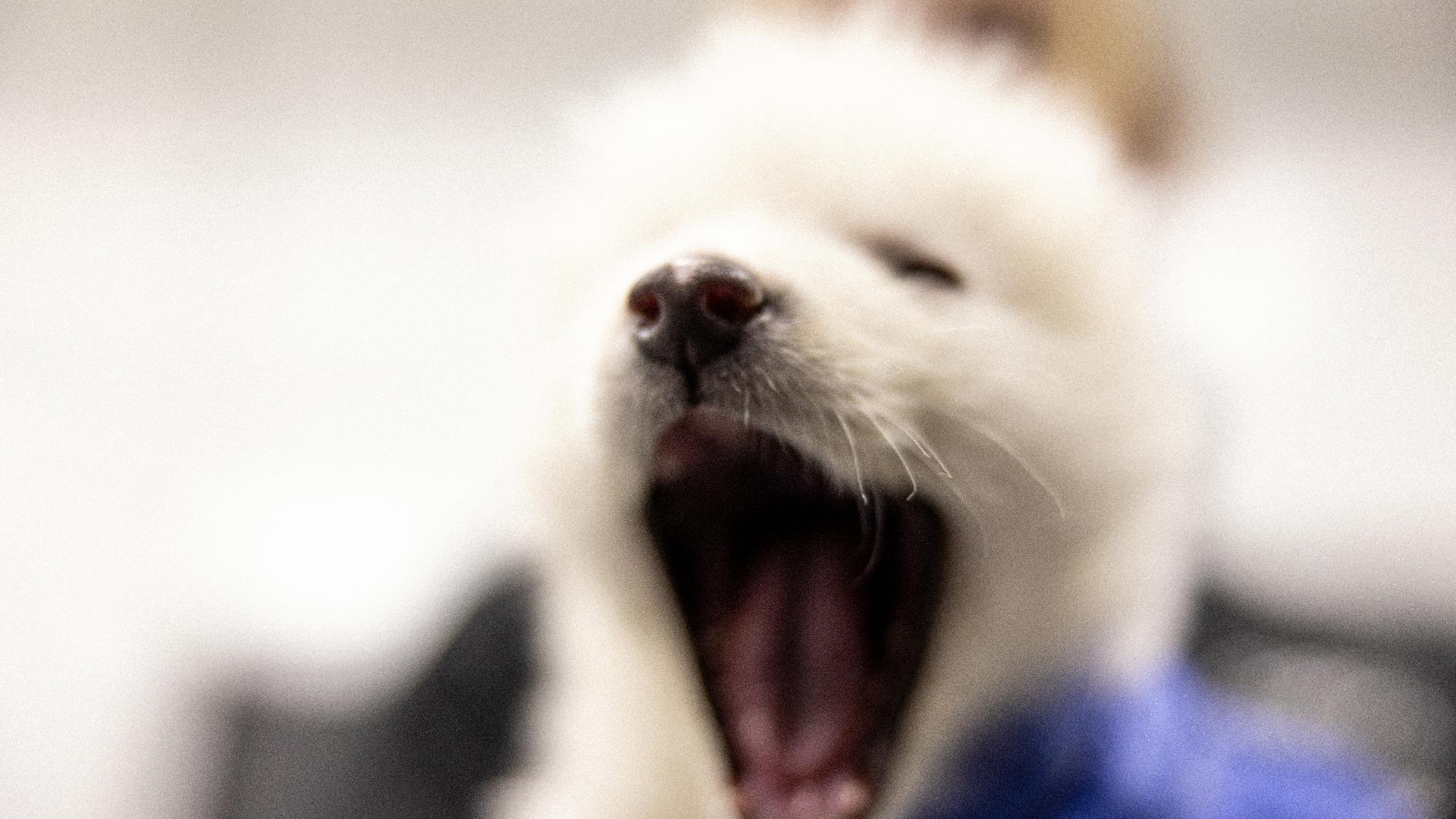 Dallas-based Colossal Bioscences announces rebirth of once-extinct dire ...