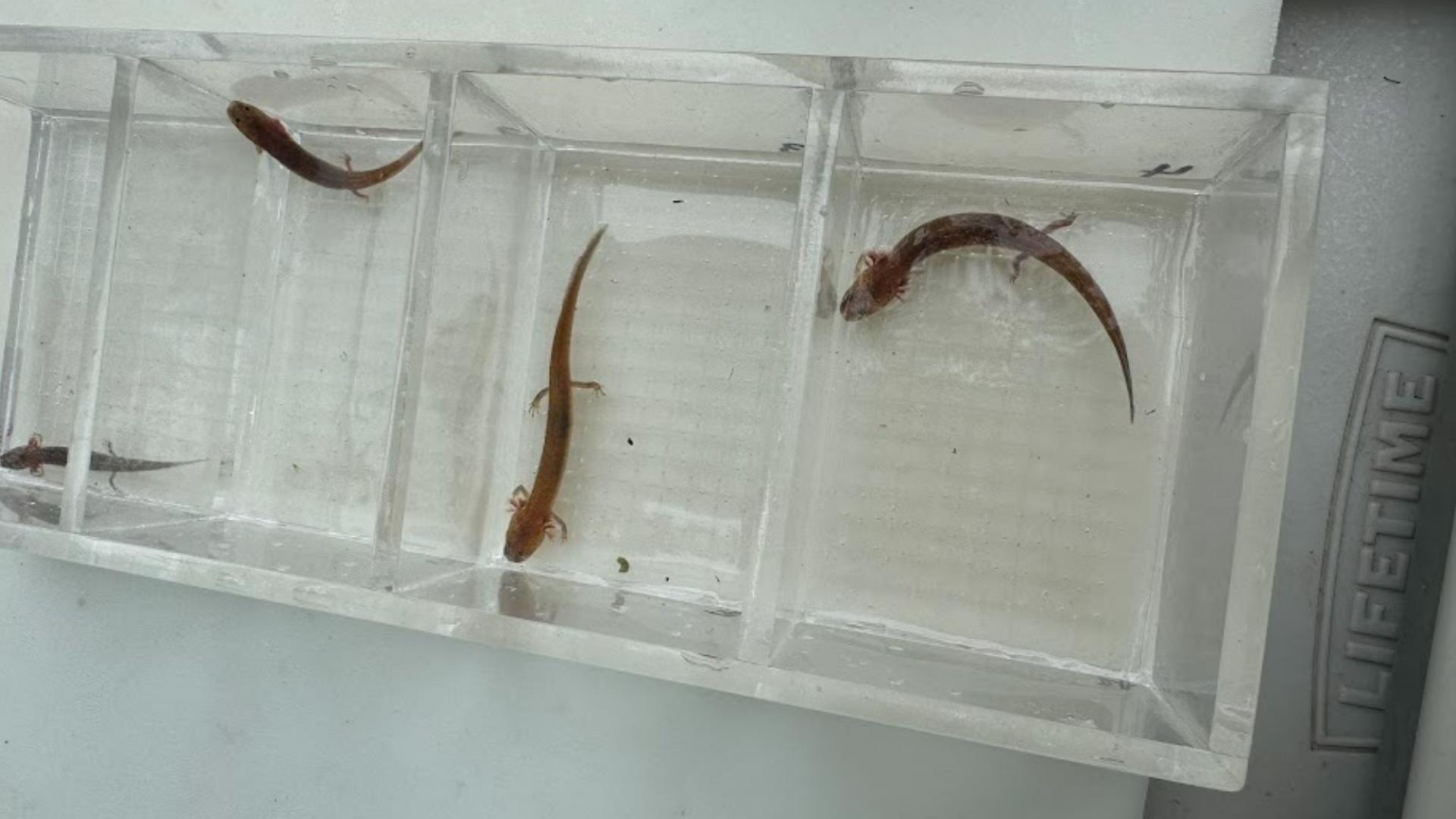 Austin's endangered salamanders help experts stay informed about ...