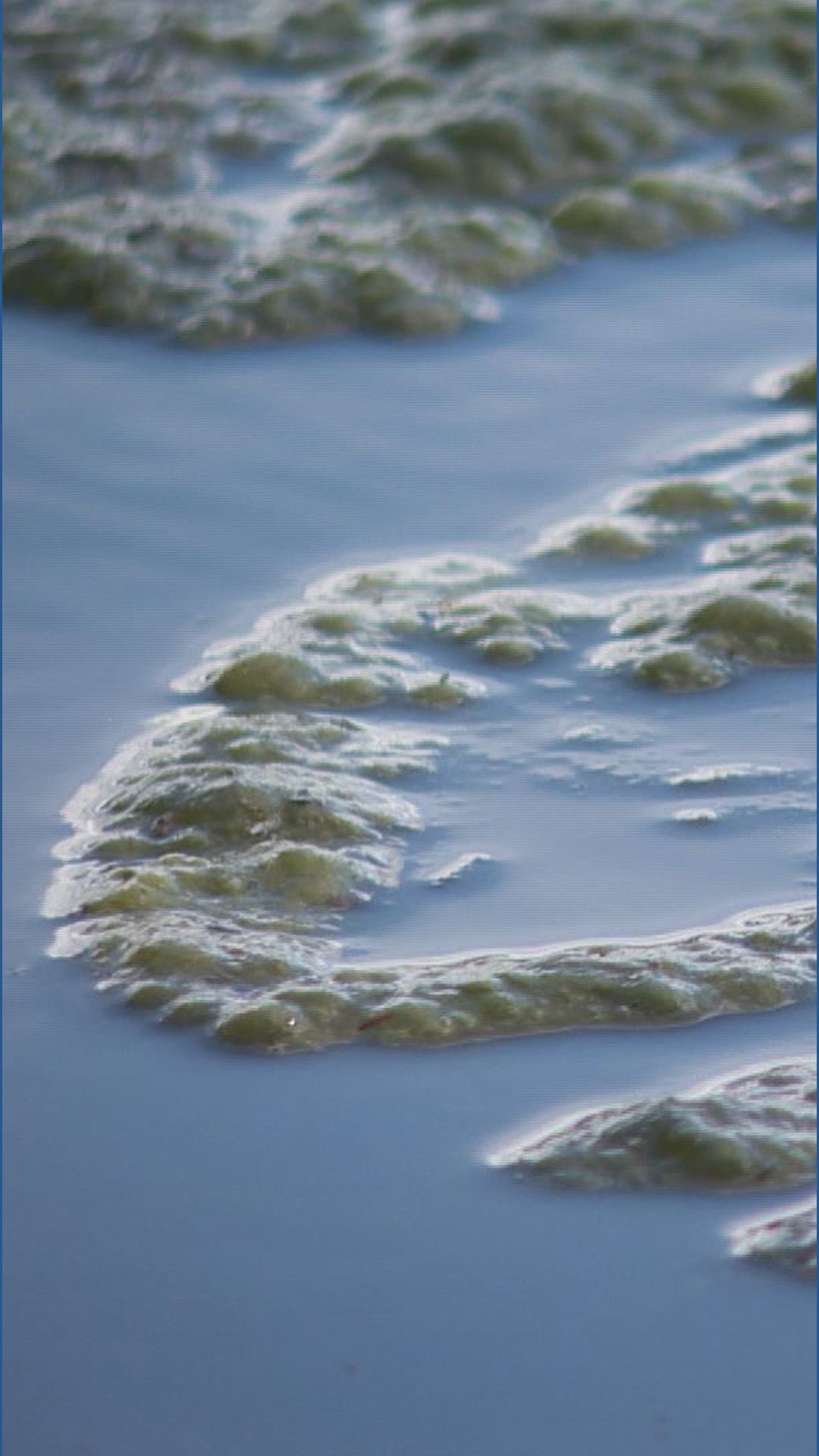 City of Austin issues blue-green algae warning as spring approaches ...