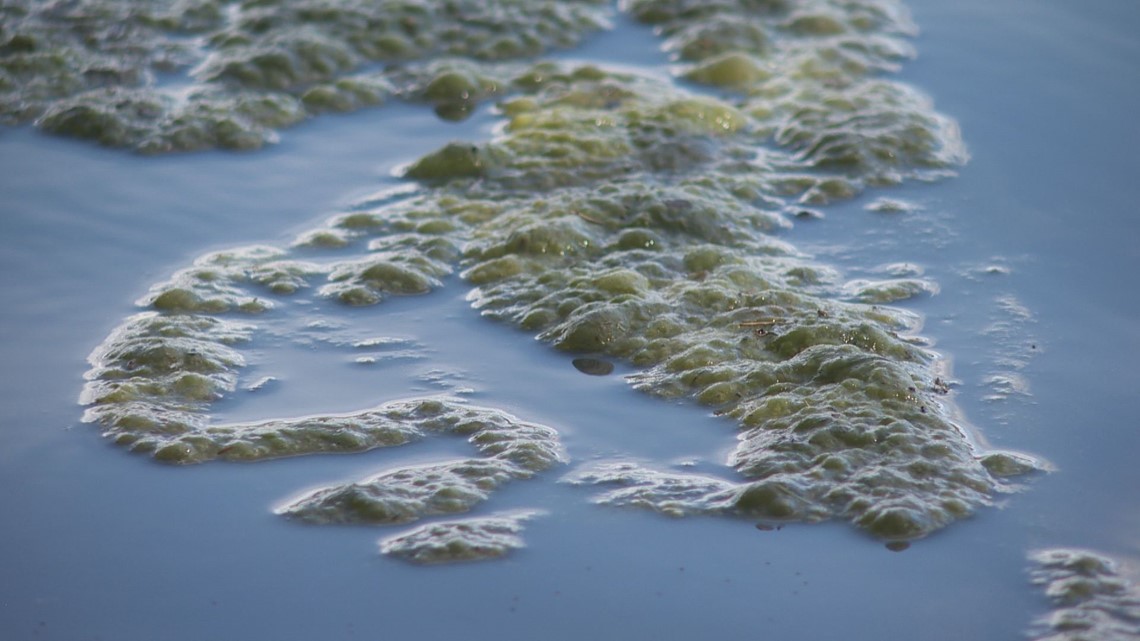 Deadly blue-green algae returns to Austin's Lady Bird Lake | kvue.com