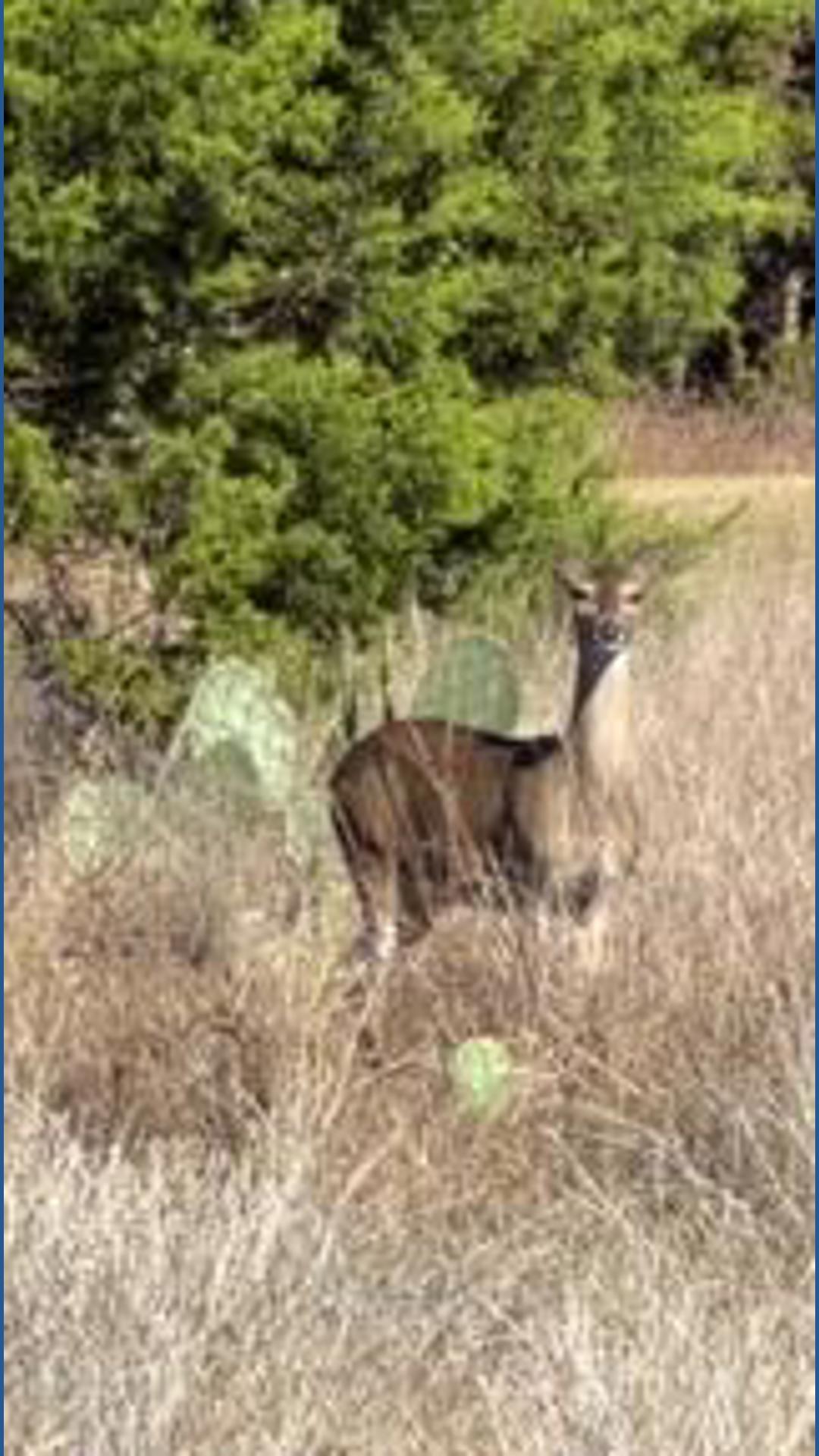 Battle over deer control drives Sun City neighbors to court, residents ...