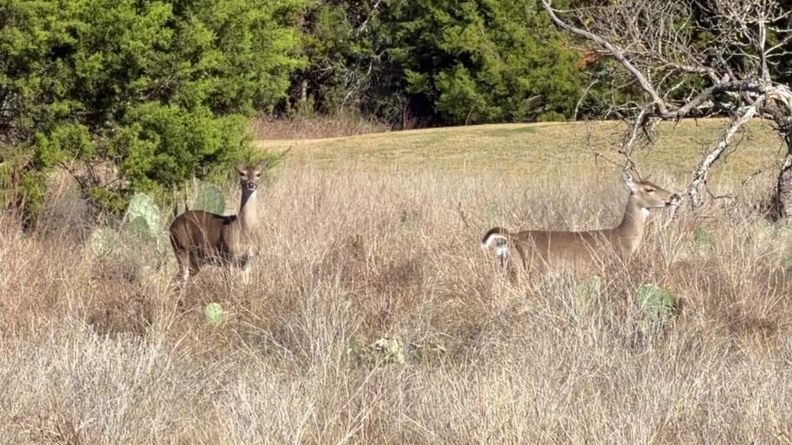 Battle over deer control drives Sun City neighbors to court, residents ...