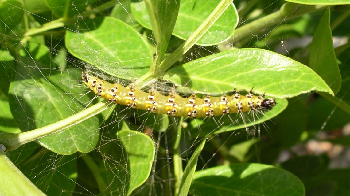 Inching through spring: Growing number of Central Texans reporting ...