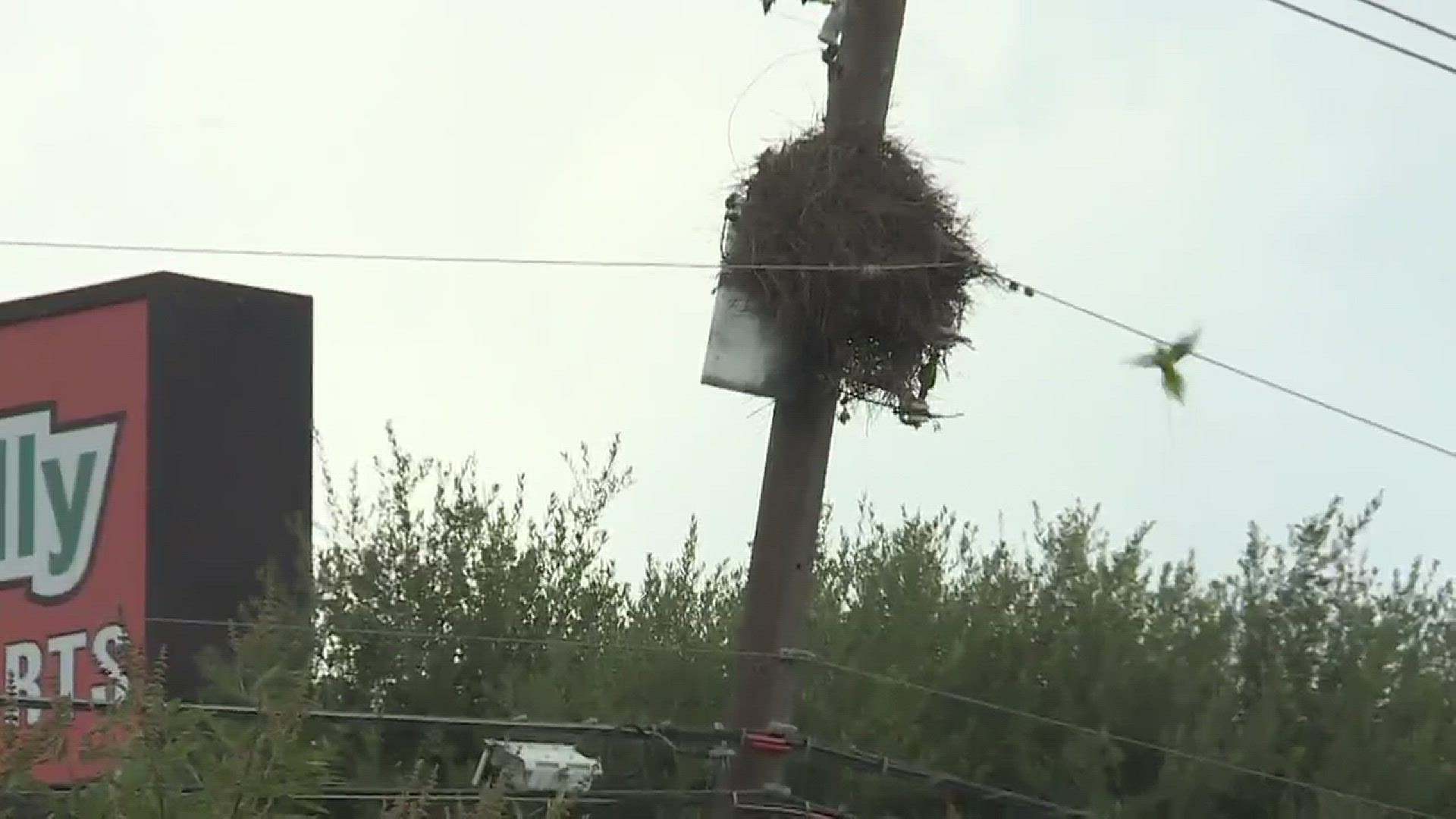 Controversy over removal of bird nests from power lines | kvue.com