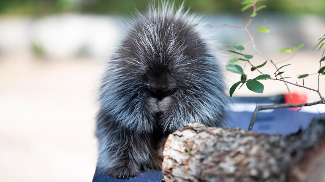 Baby porcupines at the Austin Nature and Science Center | kvue.com