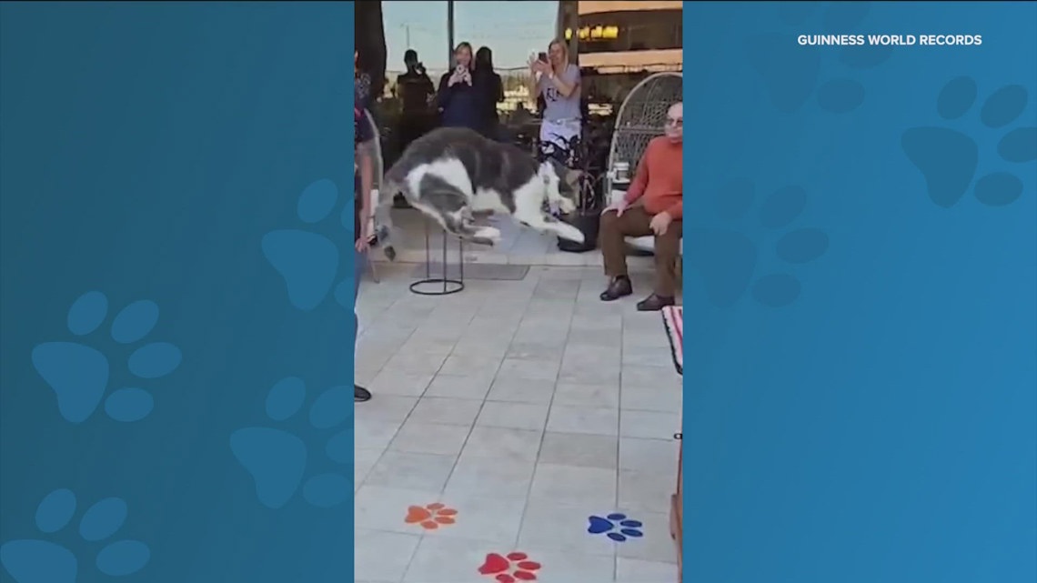 Texas cat beats world record for longest jump by a feline | kvue.com