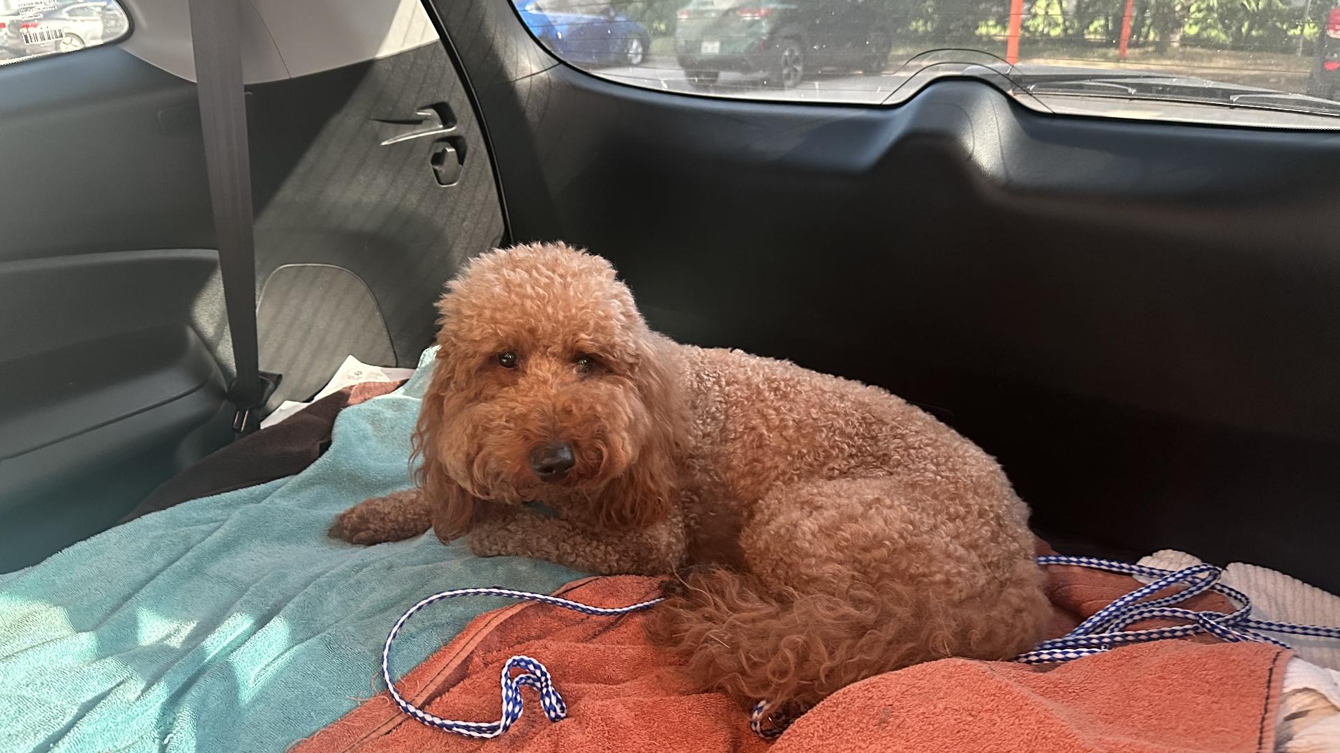 Austin Pets Alive! finds labradoodle abandoned with mangled leg | kvue.com