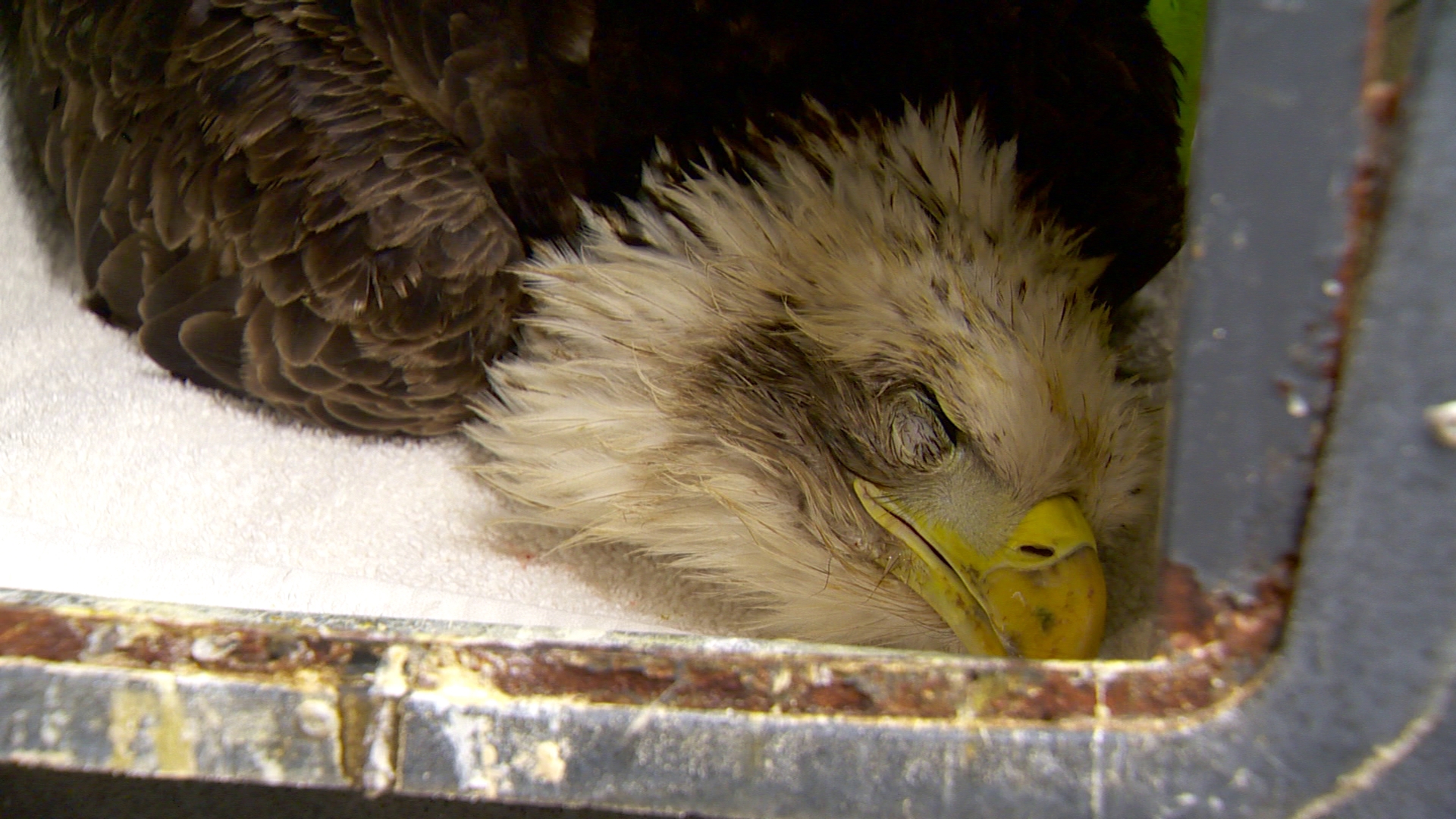 Injured bald eagle recovering at Central Texas rehab facility | kvue.com