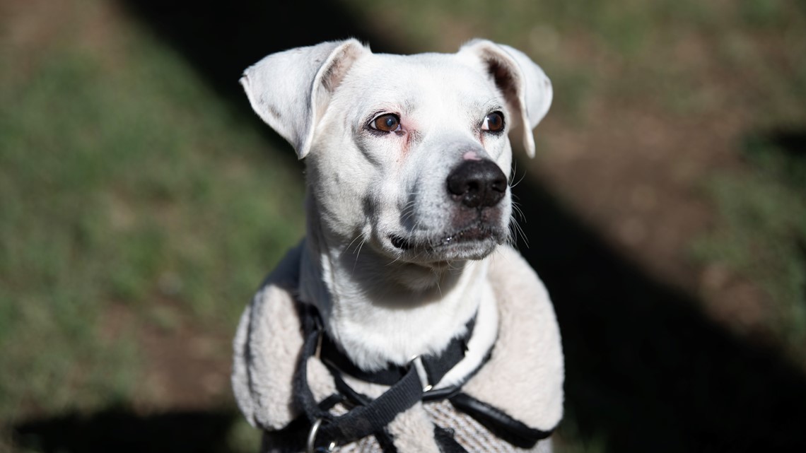 Austin Pets Alive! senior pets available for adoption | kvue.com