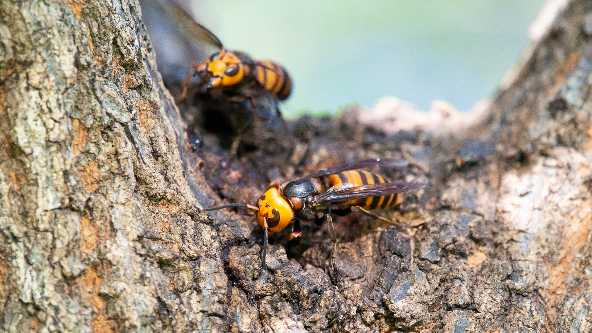 Murder hornet vs. cicada killer wasp: What is the difference | kvue.com