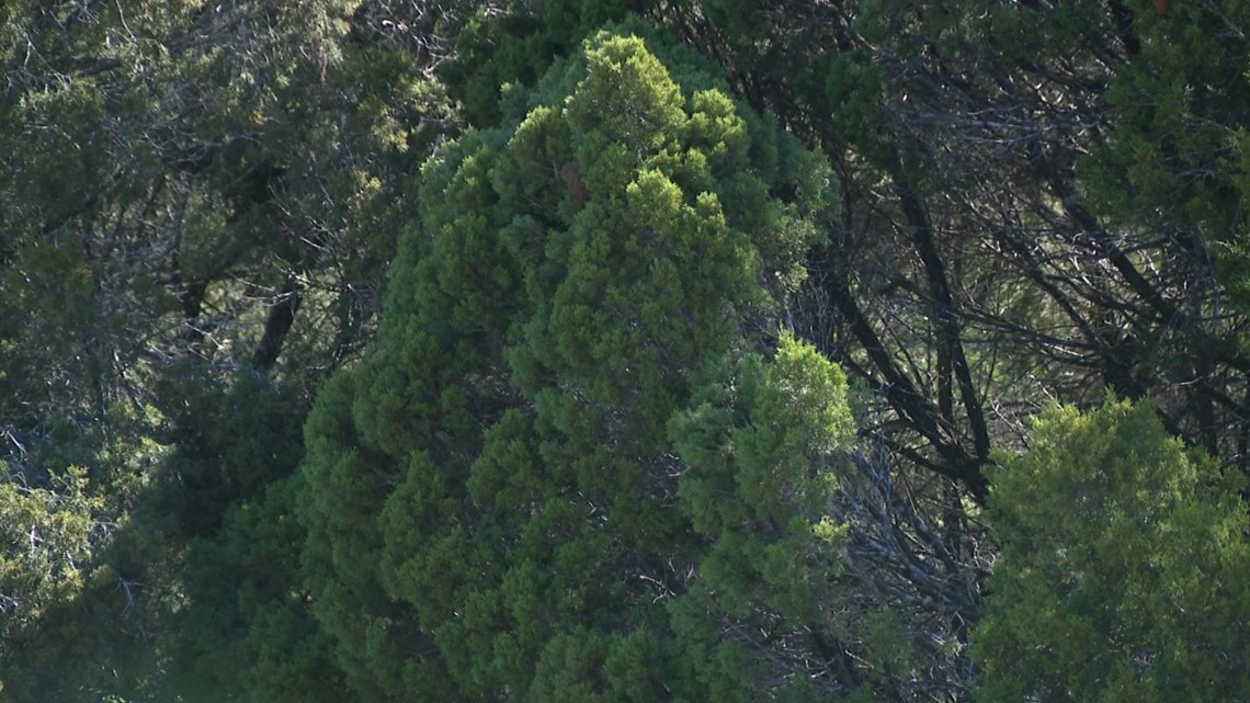 Austin allergy forecast: Cedar spikes again ahead of 2024 | kvue.com