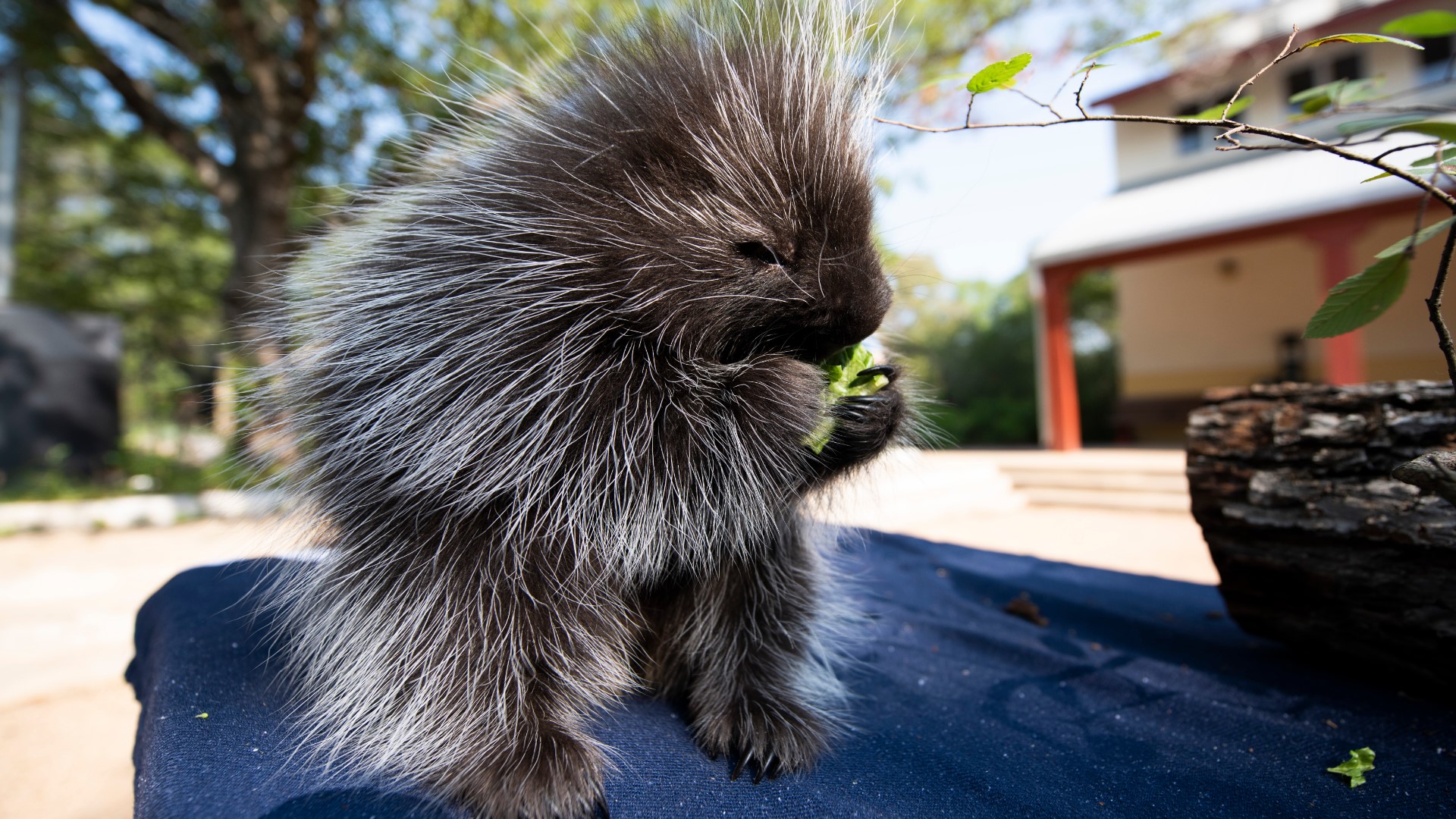 Baby porcupines at the Austin Nature and Science Center | kvue.com