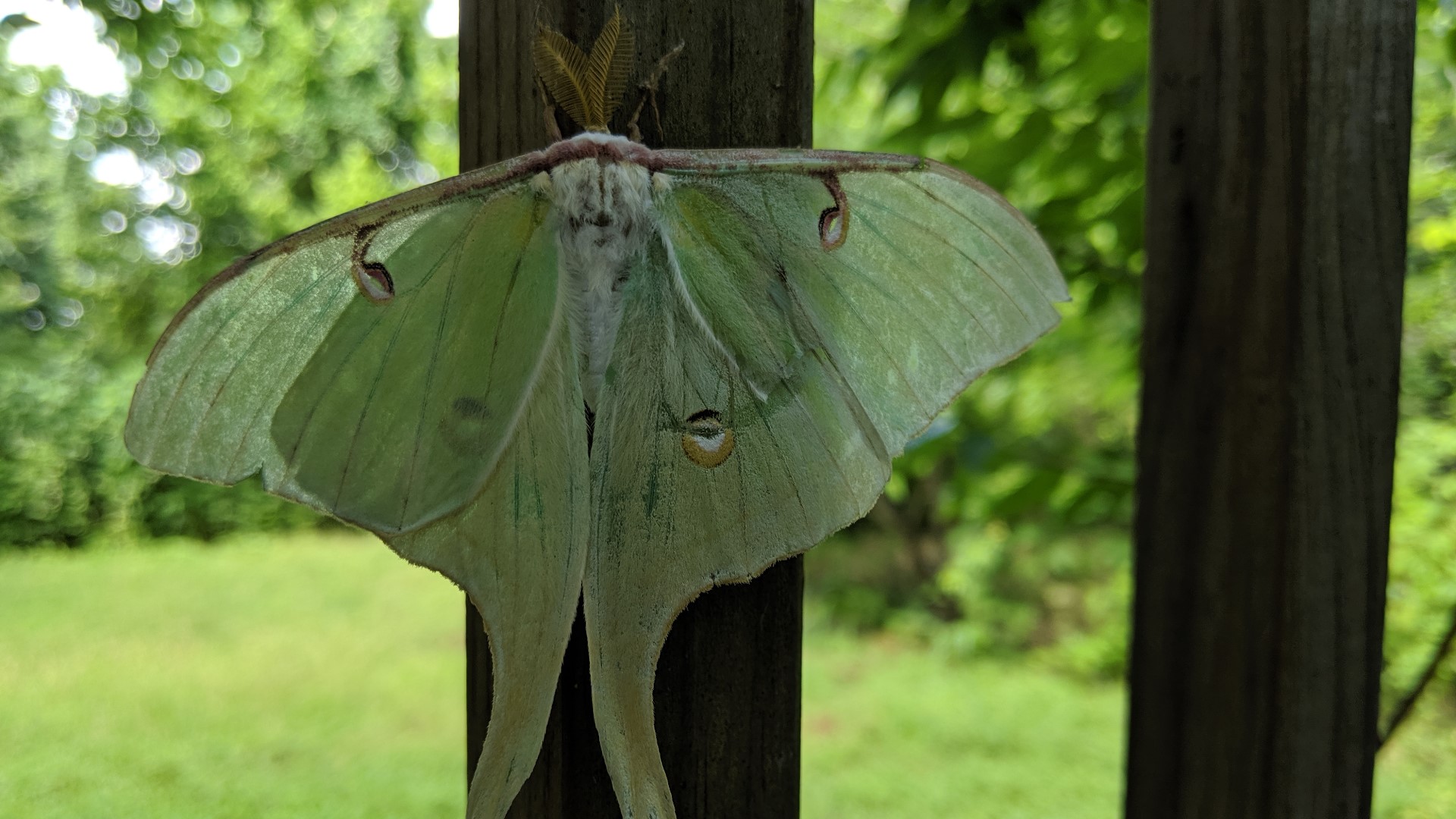 Luna Moths Seen In Central Texas What To Know About These Beautiful