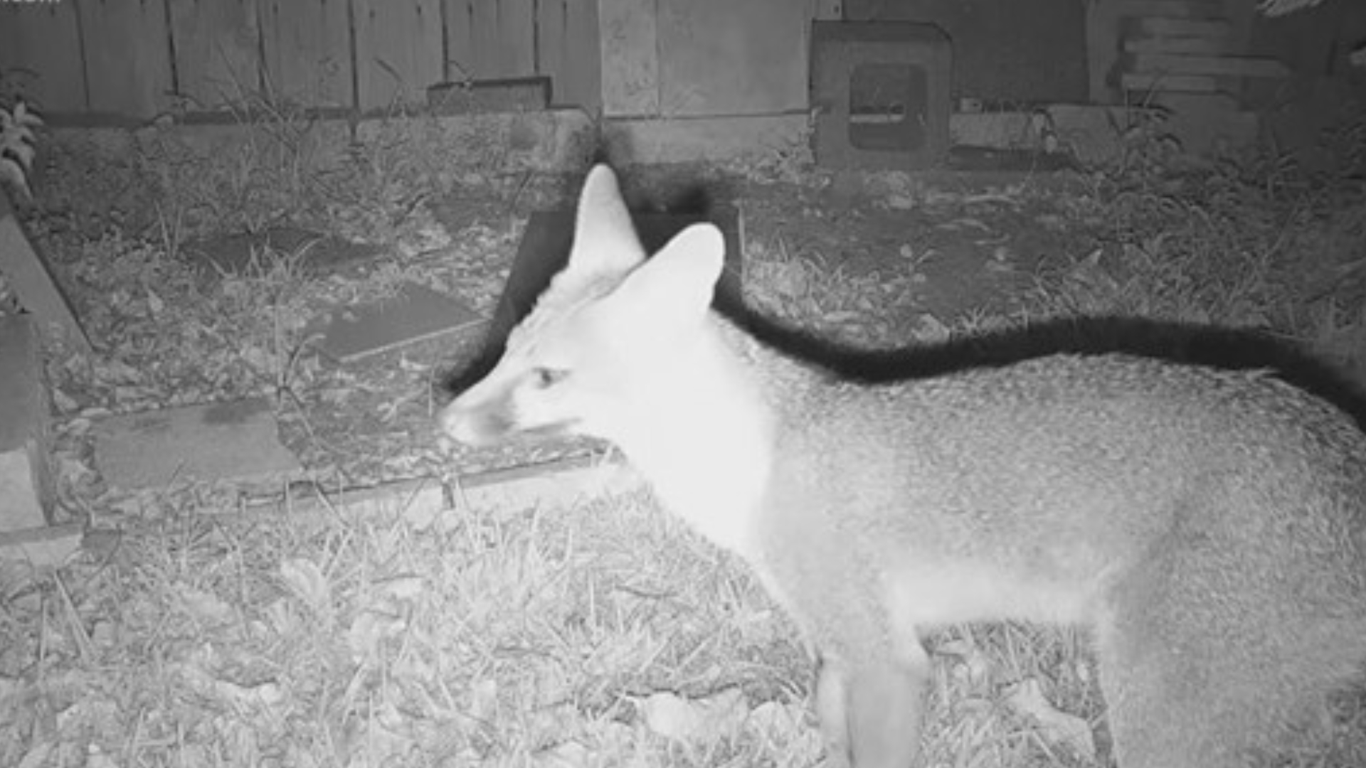 Rabid fox confirmed in Wimberley; no human contact reported | kvue.com