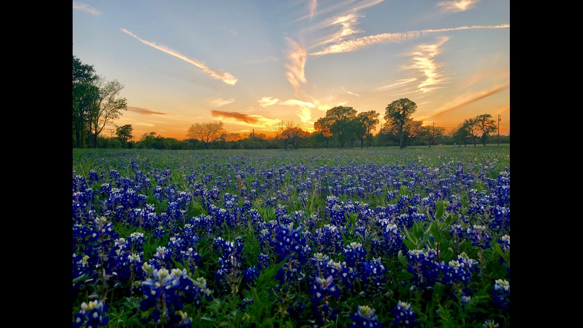 How to harvest bluebonnet seeds and when to pull up your plants | kvue.com
