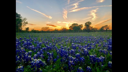 How to harvest bluebonnet seeds and when to pull up your plants | kvue.com
