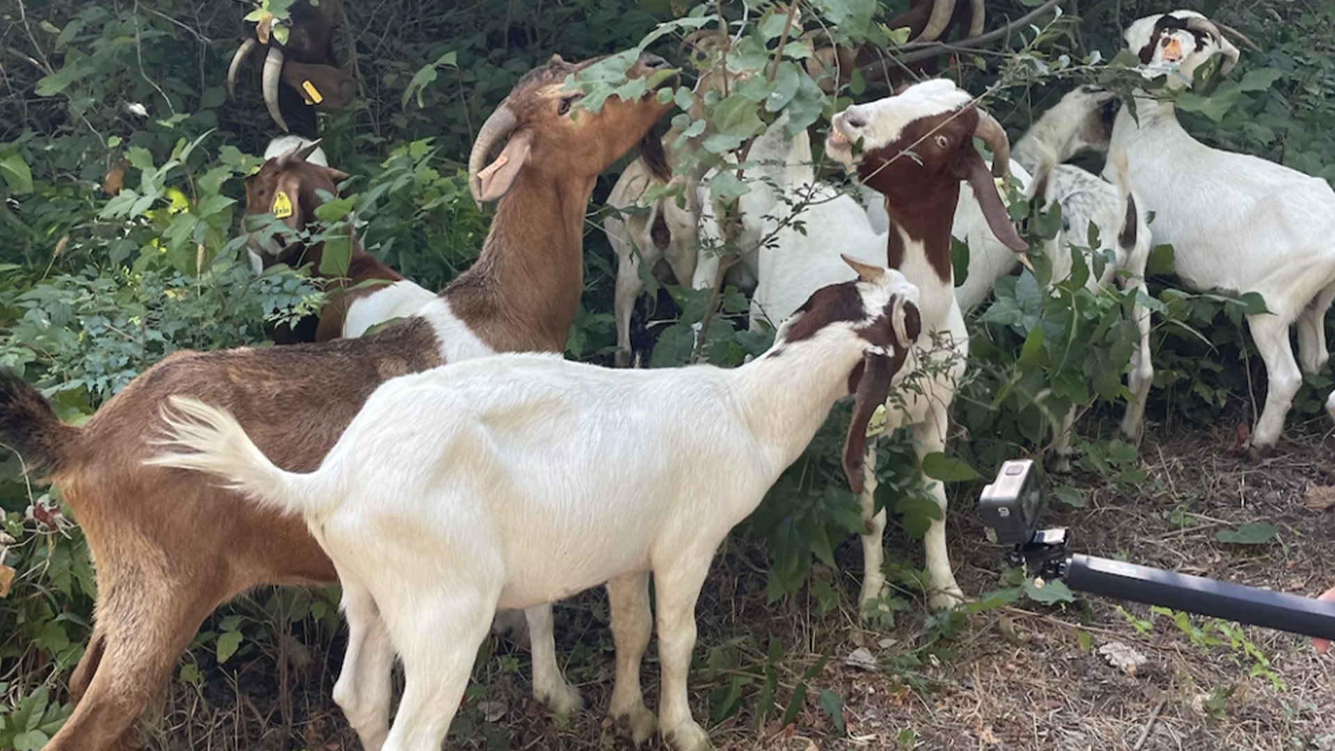Why there goats along a trail in Downtown Austin, Texas | kvue.com