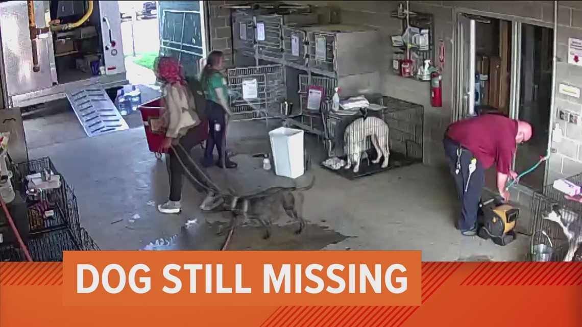 Preview: Mystery remains unsolved after dog disappeared from San Marcos ...