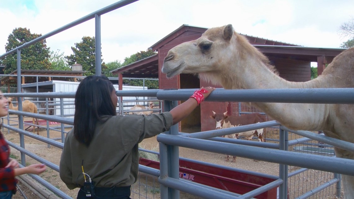 Animal World and Snake Farm Zoo in New Braunfels experience | kvue.com