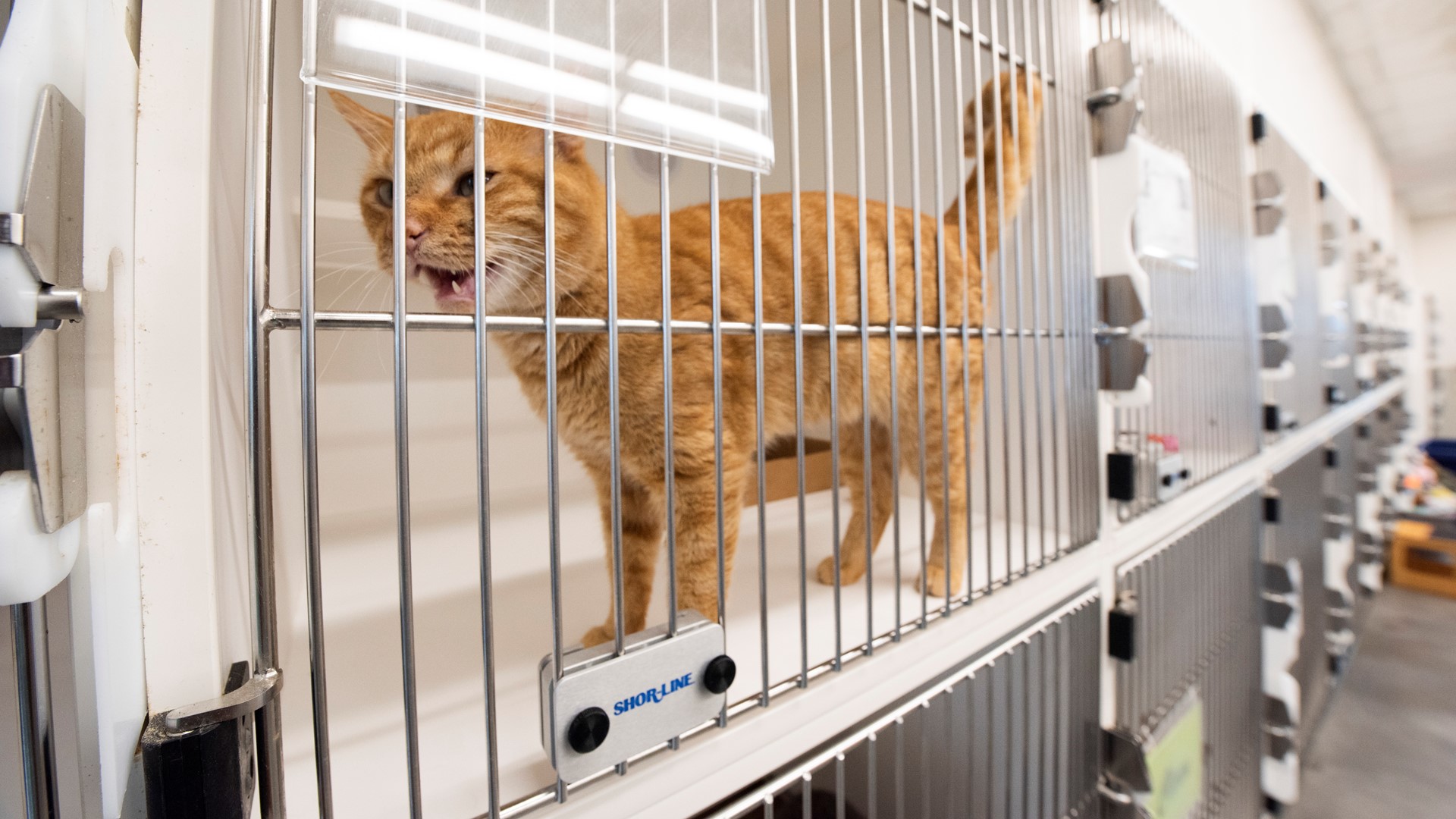 'We've gotten to a breaking point' | Williamson County animal shelter ...