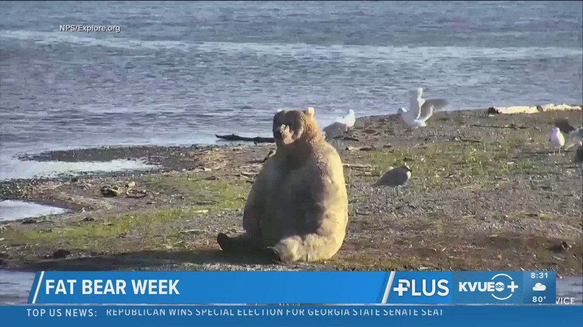 Voting underway for 2025 Fat Bear Week | kvue.com