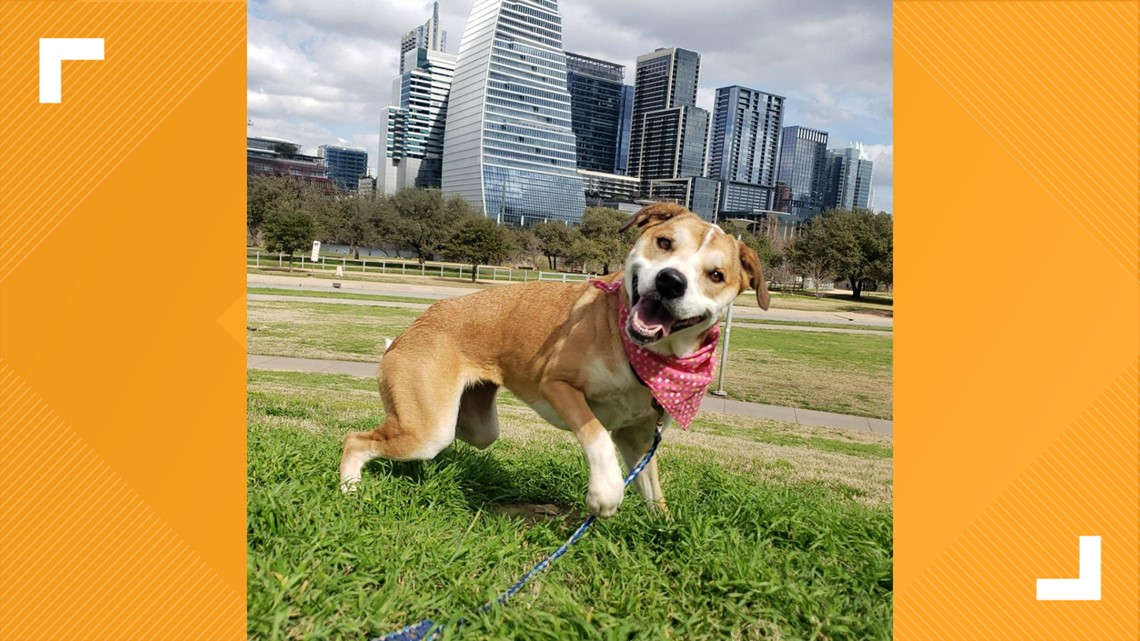 Man visited Austin Pets Alive! dog every day for 2 months | kvue.com