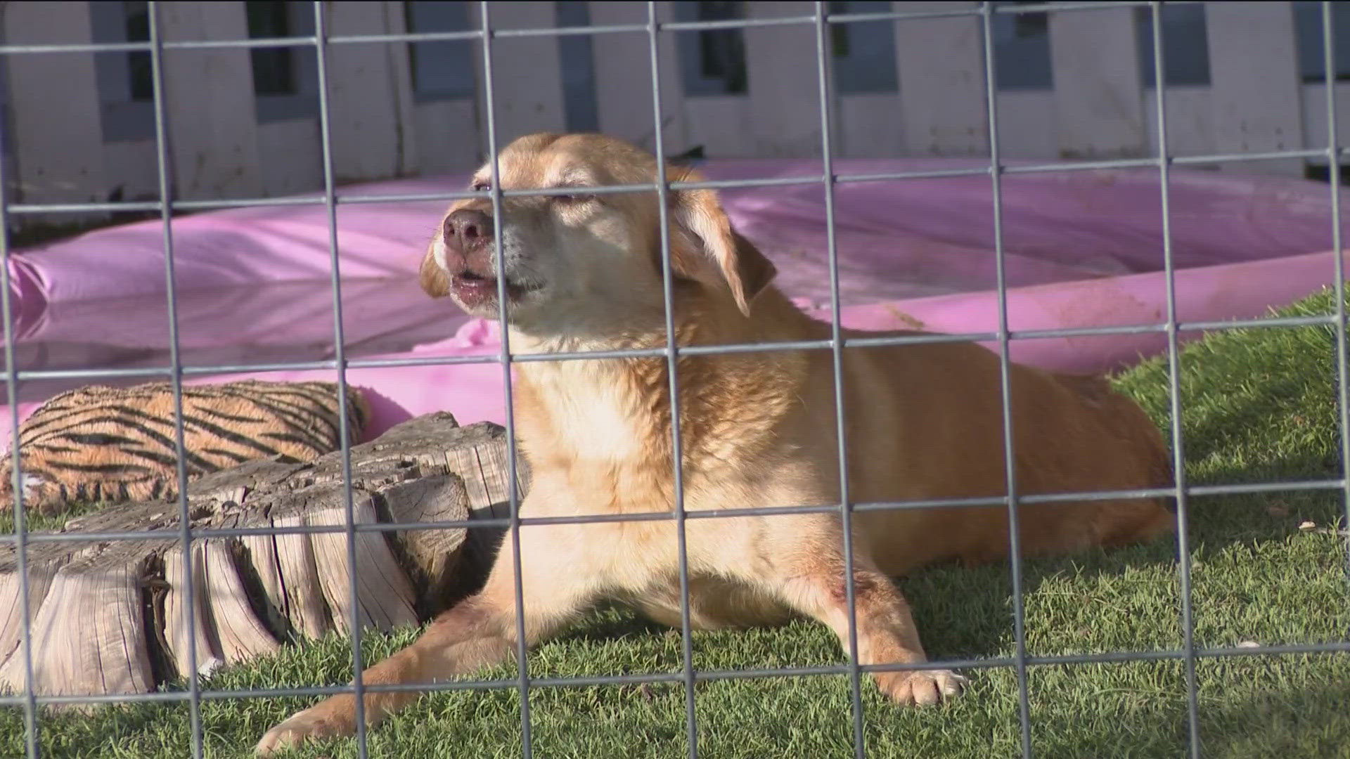 Leander animal shelter fighting to stay open | kvue.com