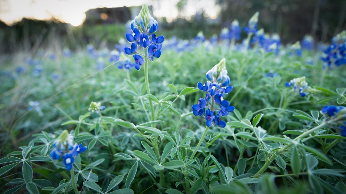 Bluebonnet bloom 2025: Expect mixed results due to drought conditions ...