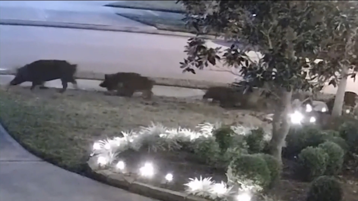 Texas cities hope bounties help ongoing feral hog problem | kvue.com