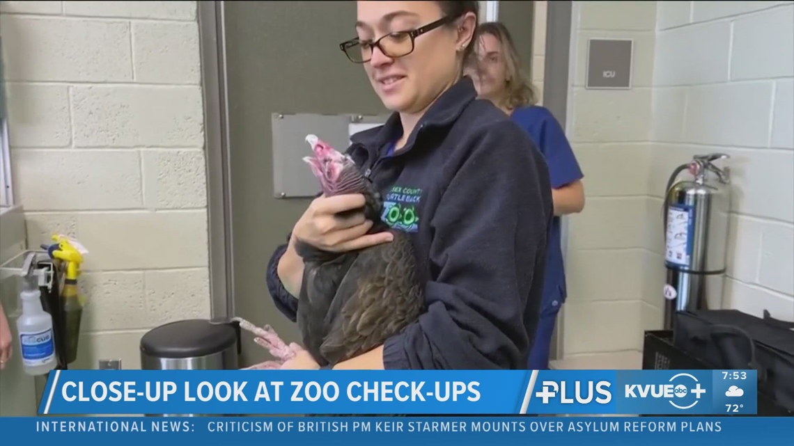 New Jersey zoo shows look at animal check-ups | kvue.com