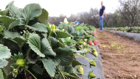 Sweet Berry Farm Marble Falls still open | kvue.com