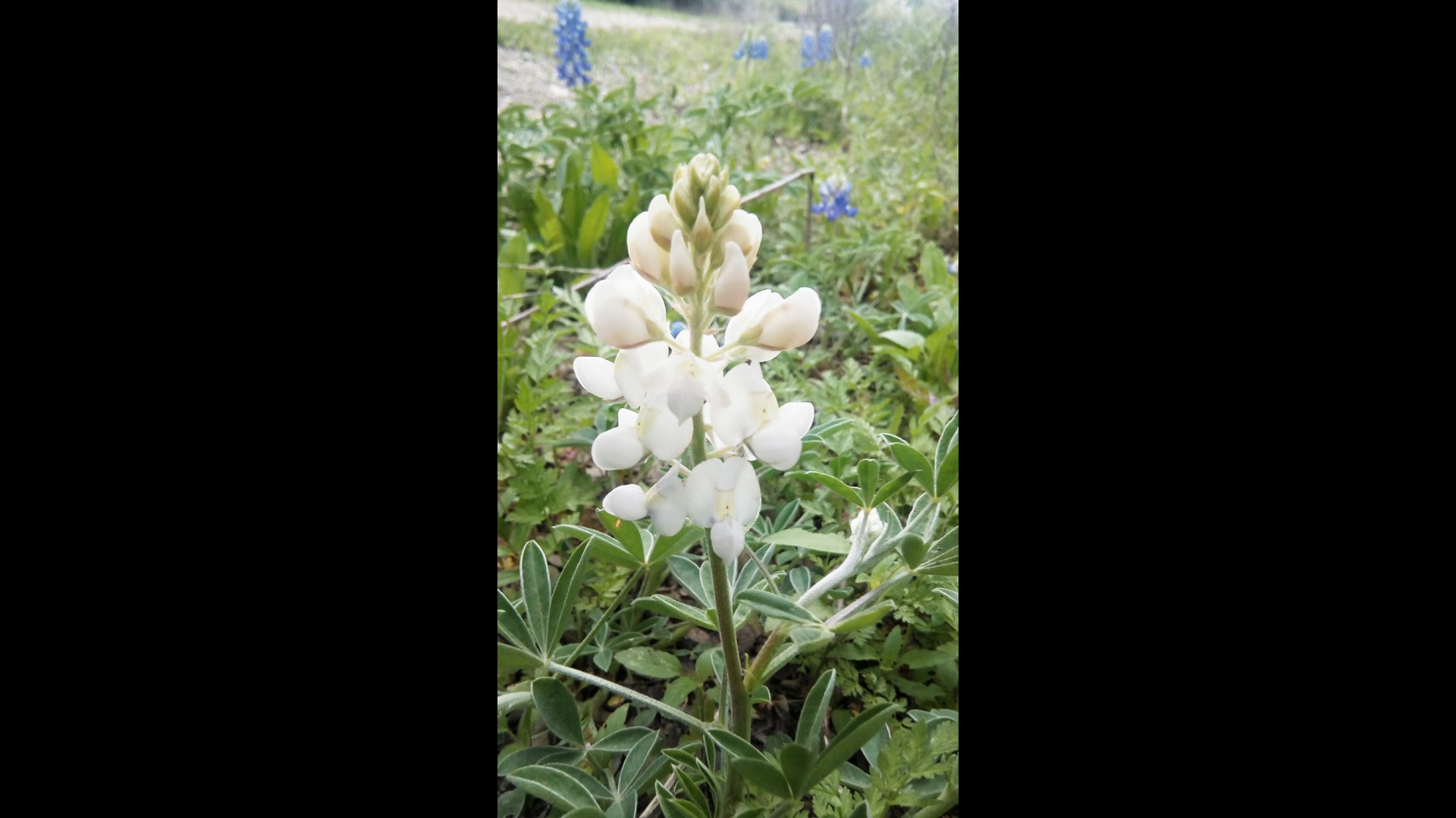 How to harvest bluebonnet seeds and when to pull up your plants | kvue.com