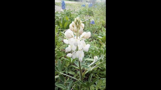 How to harvest bluebonnet seeds and when to pull up your plants | kvue.com