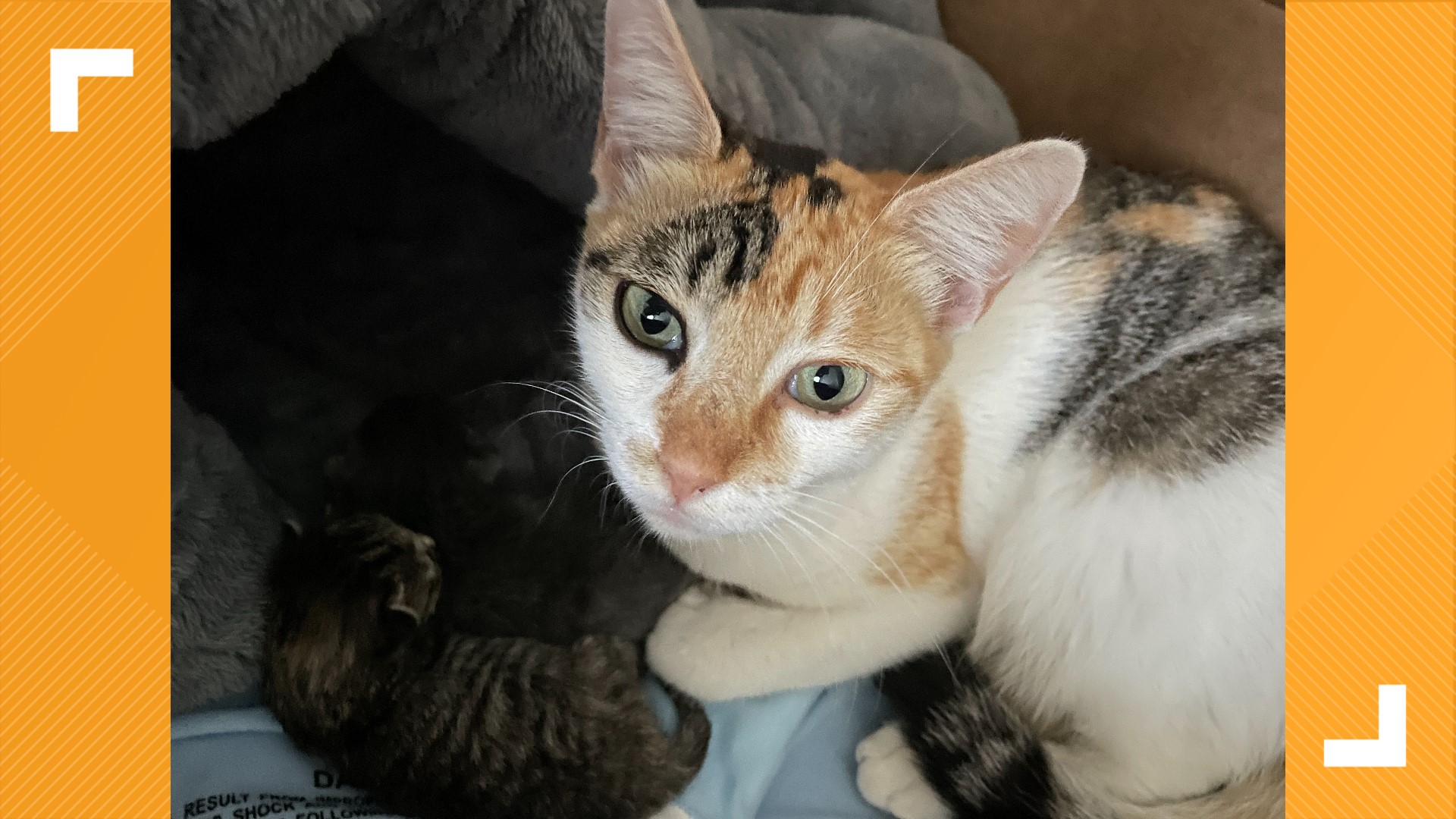 Sparkle welcomes first litter of kittens to Austin Pets Alive! | kvue.com