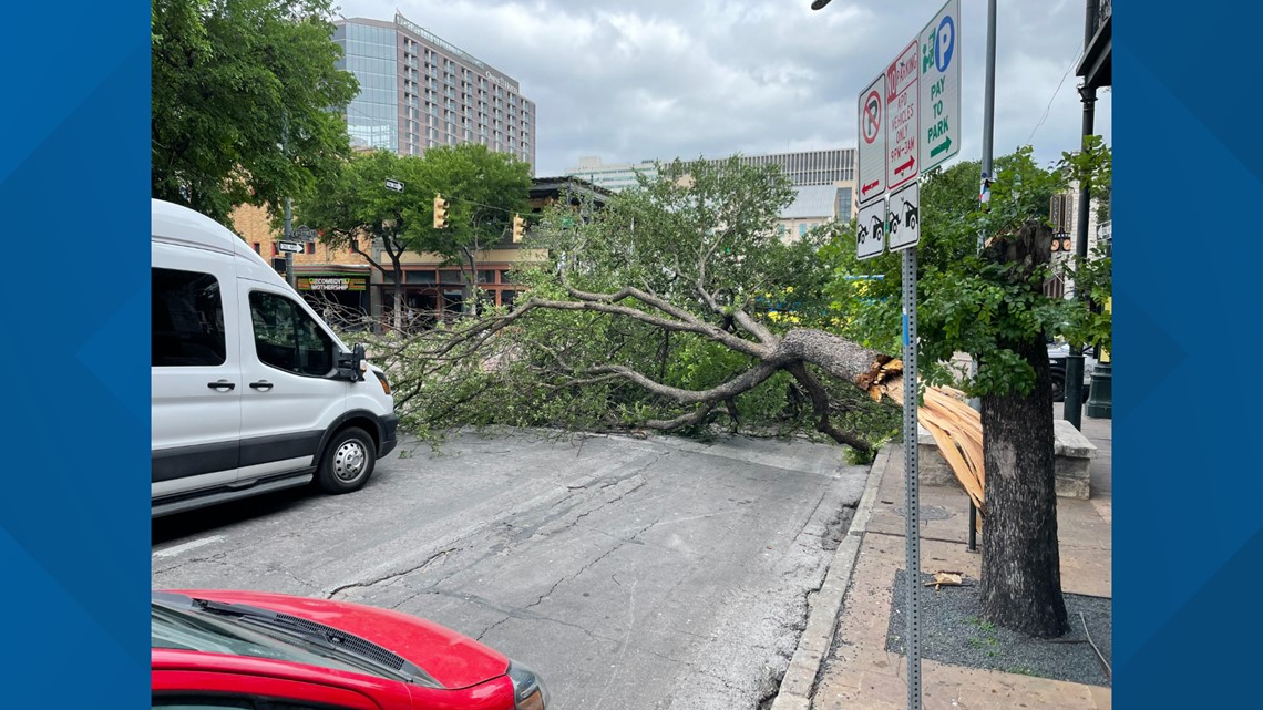 Person taken to hospital after tree falls on them on Sixth Street ...