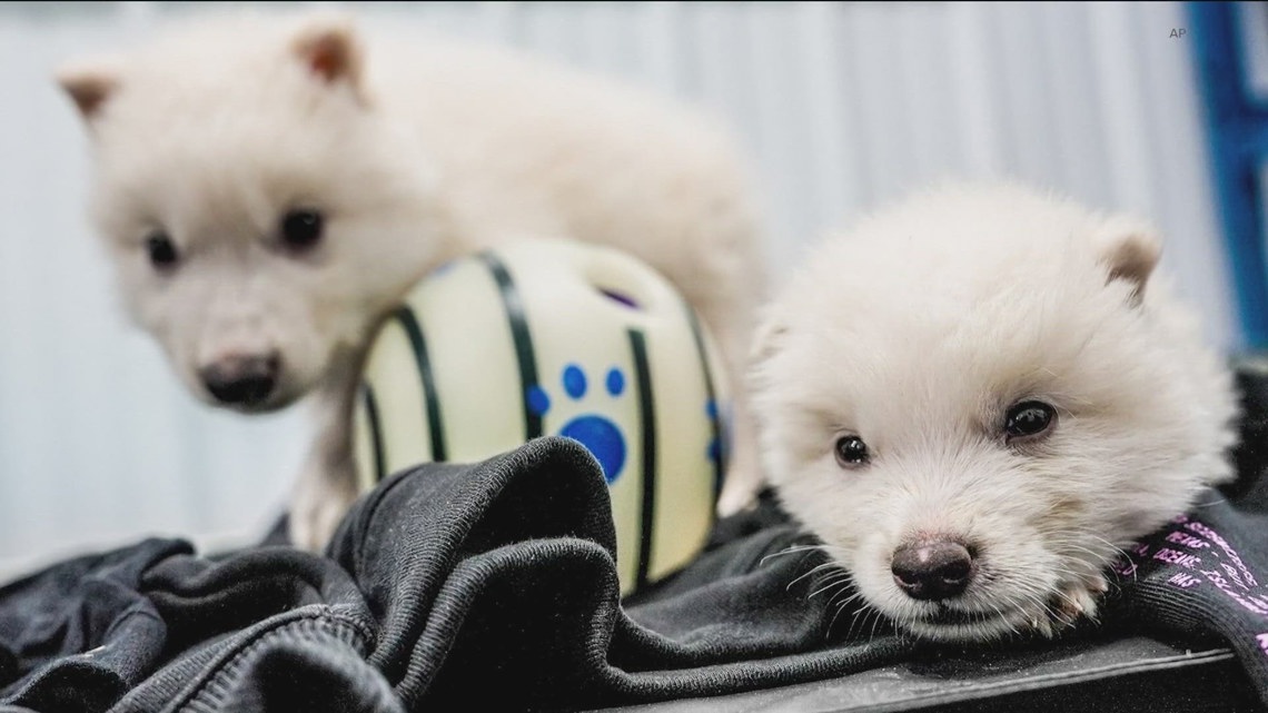 Dallas biotech company acquires Cedar Park-based luxury animal cloning ...