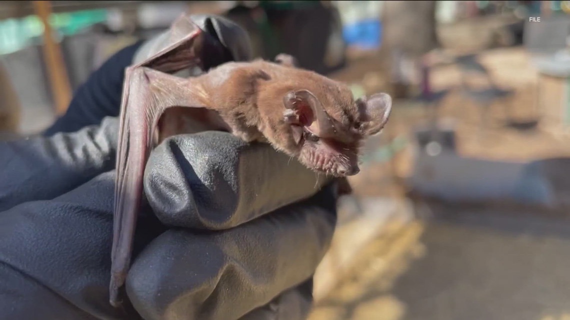 Rabies infected bat found in Cedar Park, Texas | kvue.com
