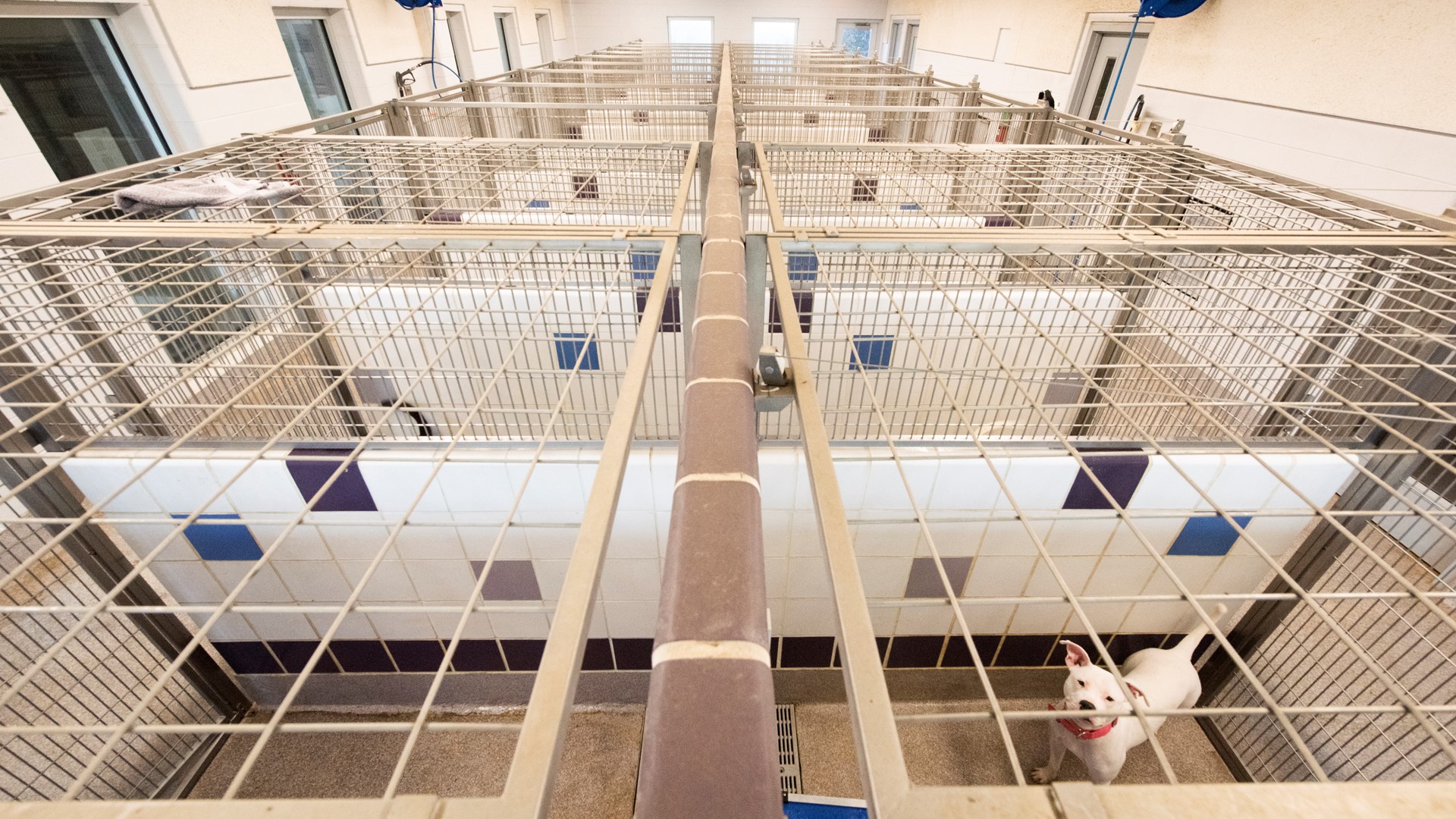 'We've gotten to a breaking point' | Williamson County animal shelter ...